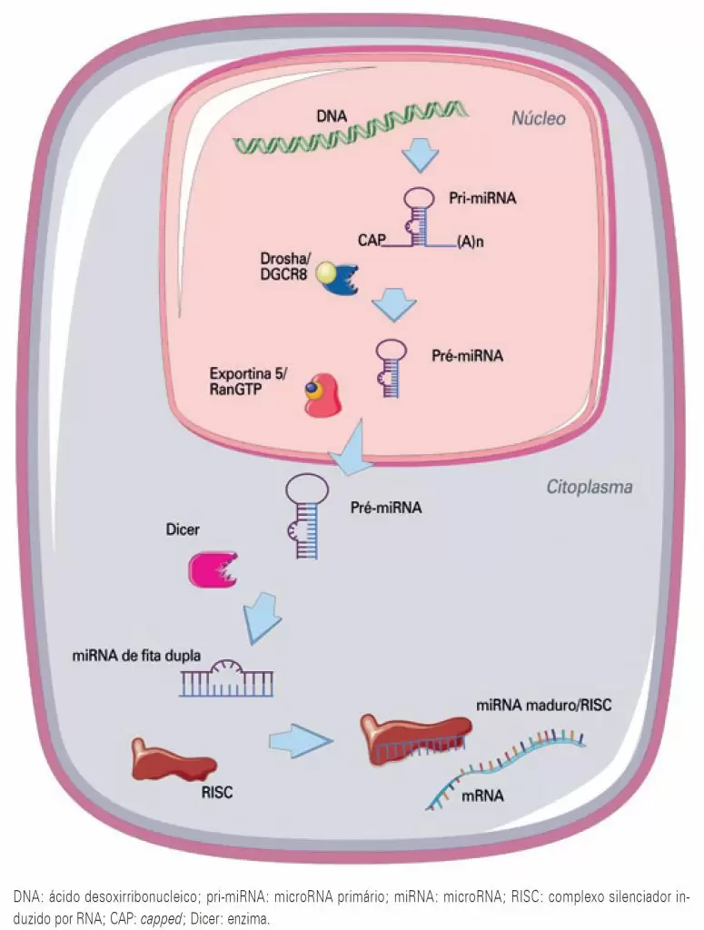 MicroRNAs: entendendo seu papel como reguladores da expressão gênica e ...