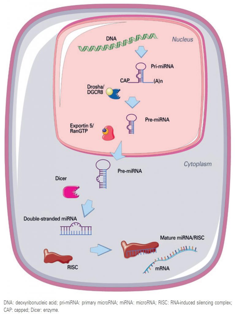 MicroRNAs: understanding their role in gene expression and cancer ...