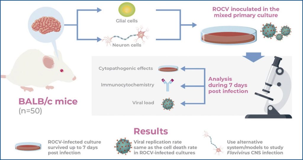 Replication of Rocio virus in primary cultures of mouse neural cells ...
