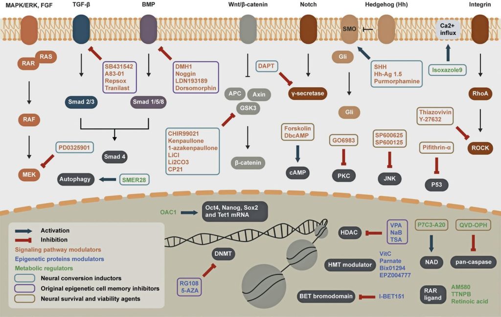 Chemical transdifferentiation of somatic cells to neural cells: a ...