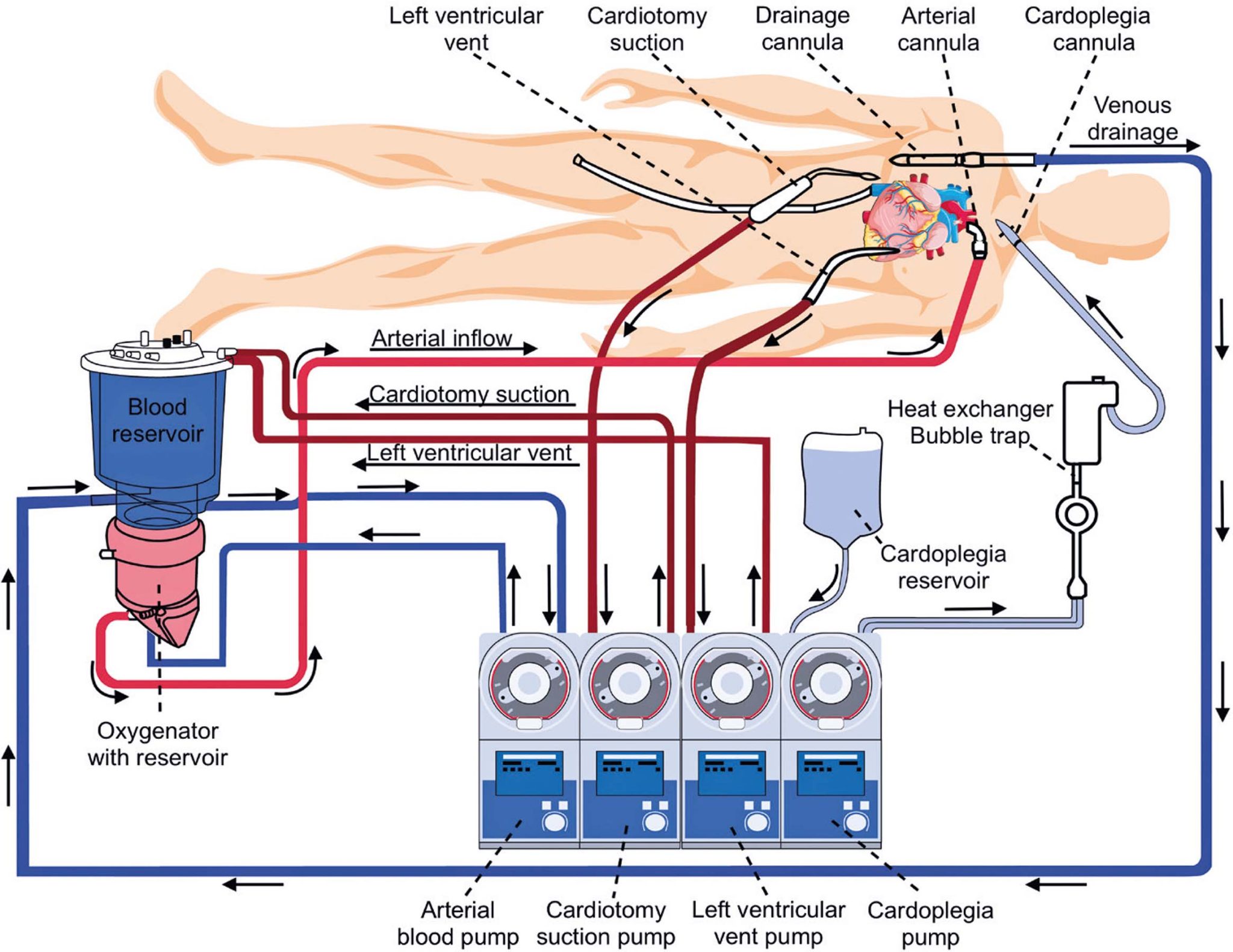 Perioperative management of adult patients undergoing coronary artery ...